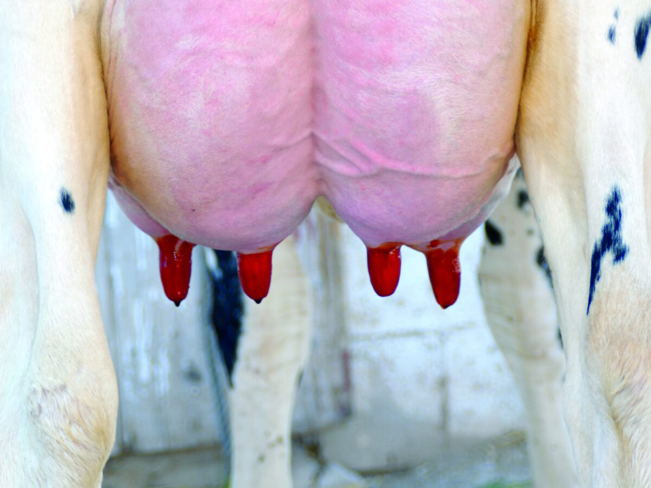 Pre & Post Dips – Clear Innovation